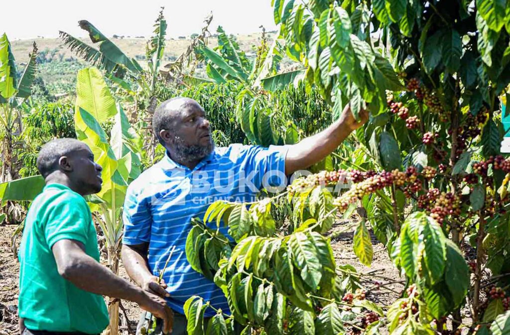 Our services - Bukoola Web